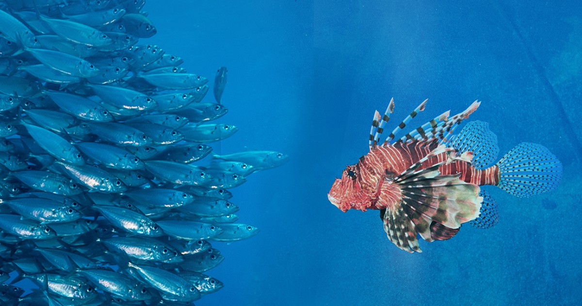 Rana Freccia Fantasma di Anthony